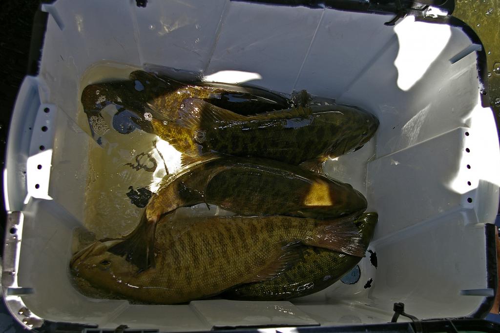 _IGP4977OK | Fort Frances Canadian Bass Championship